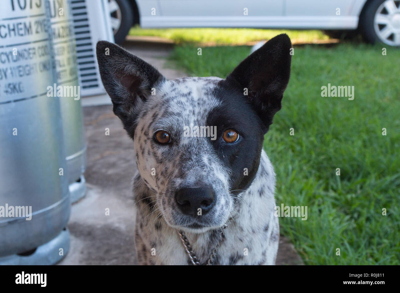 Australian Cattle Dog Cross looking at the camera in a backyard Stock ...