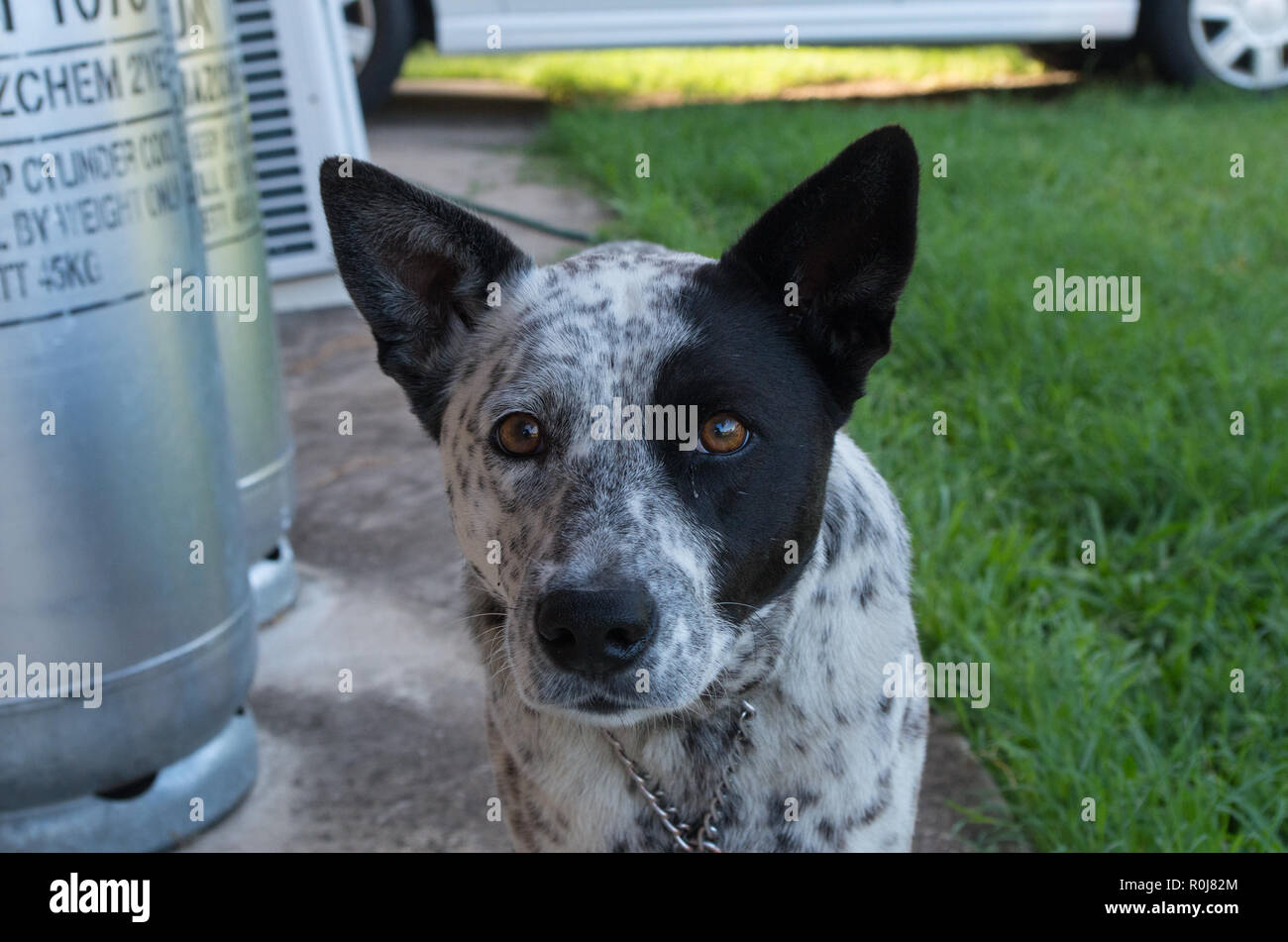 Australian Cattle Dog Cross High Resolution Stock Photography and ...