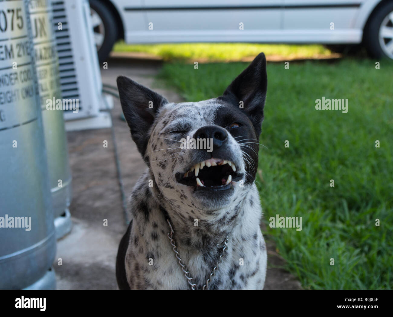 Australian Cattle Dog Cross looking at the camera in a backyard Stock ...
