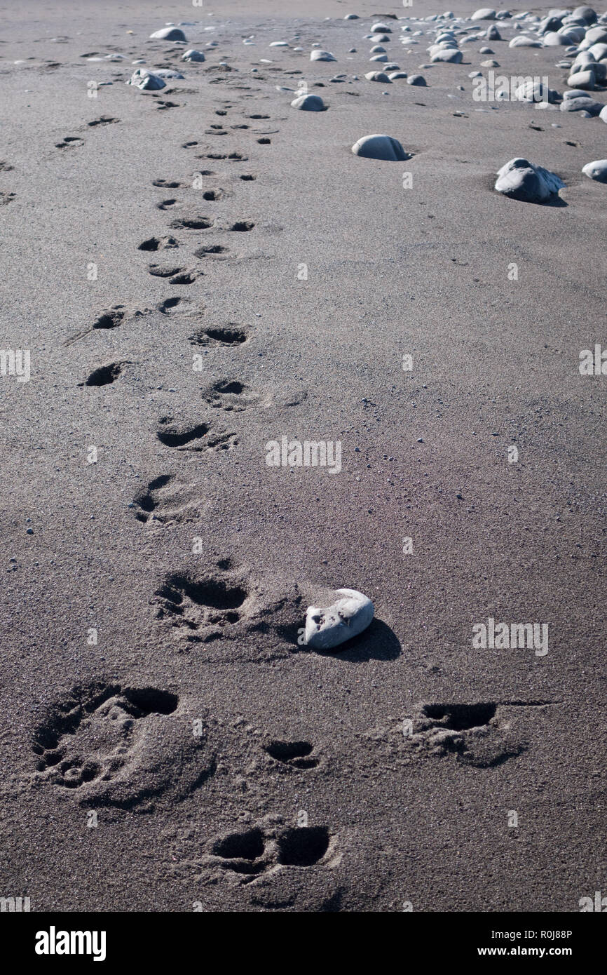 Bear paw prints in the sand, Lost Coast, California Stock Photo - Alamy