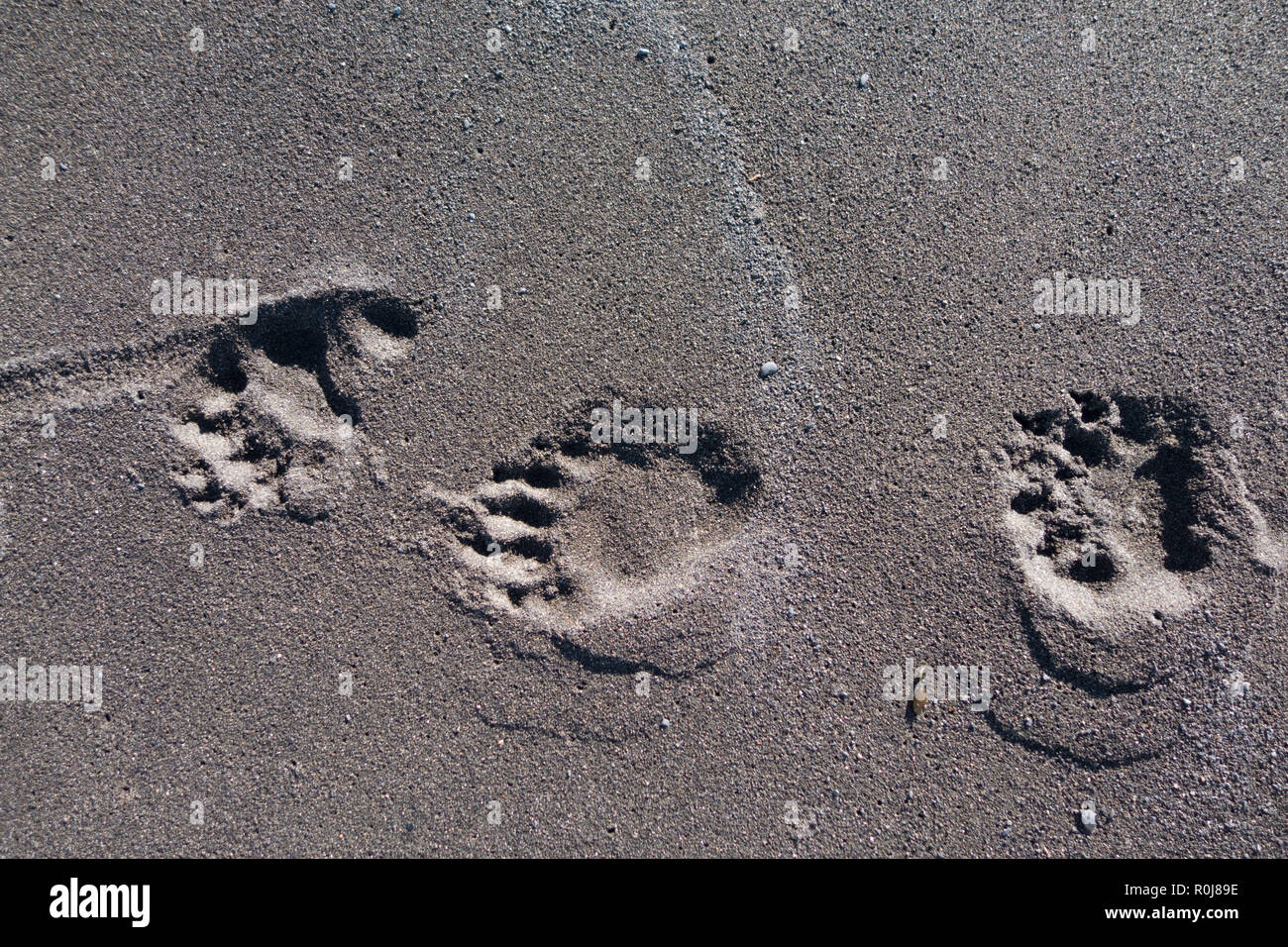 Bear paw prints in the sand, Lost Coast, California Stock Photo - Alamy
