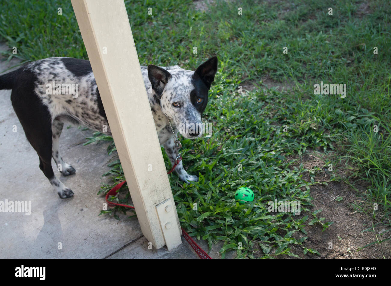 Spotty ball hi-res stock photography and images - Alamy