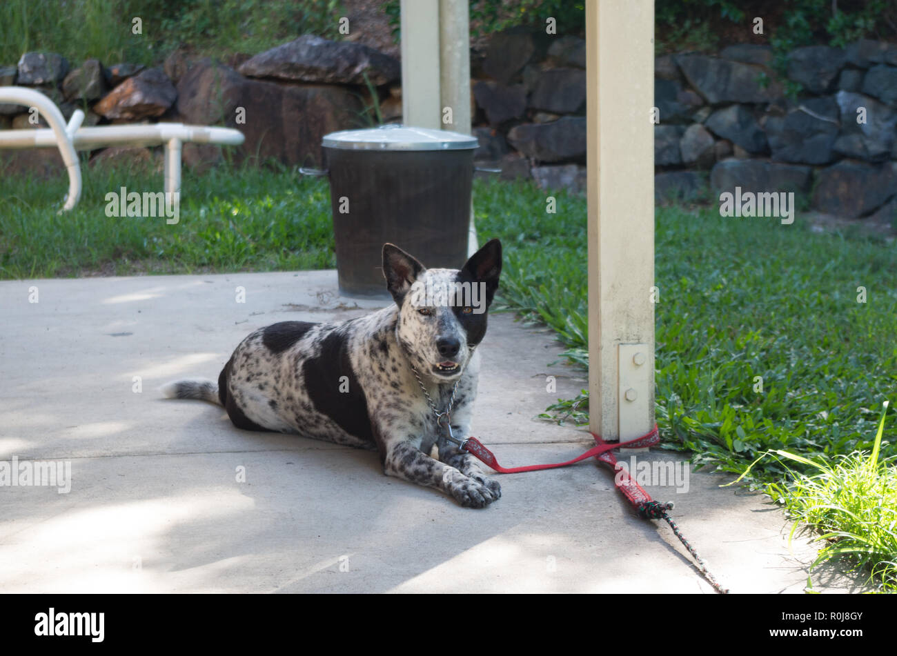Dog tangled around post laying down patiently Stock Photo - Alamy