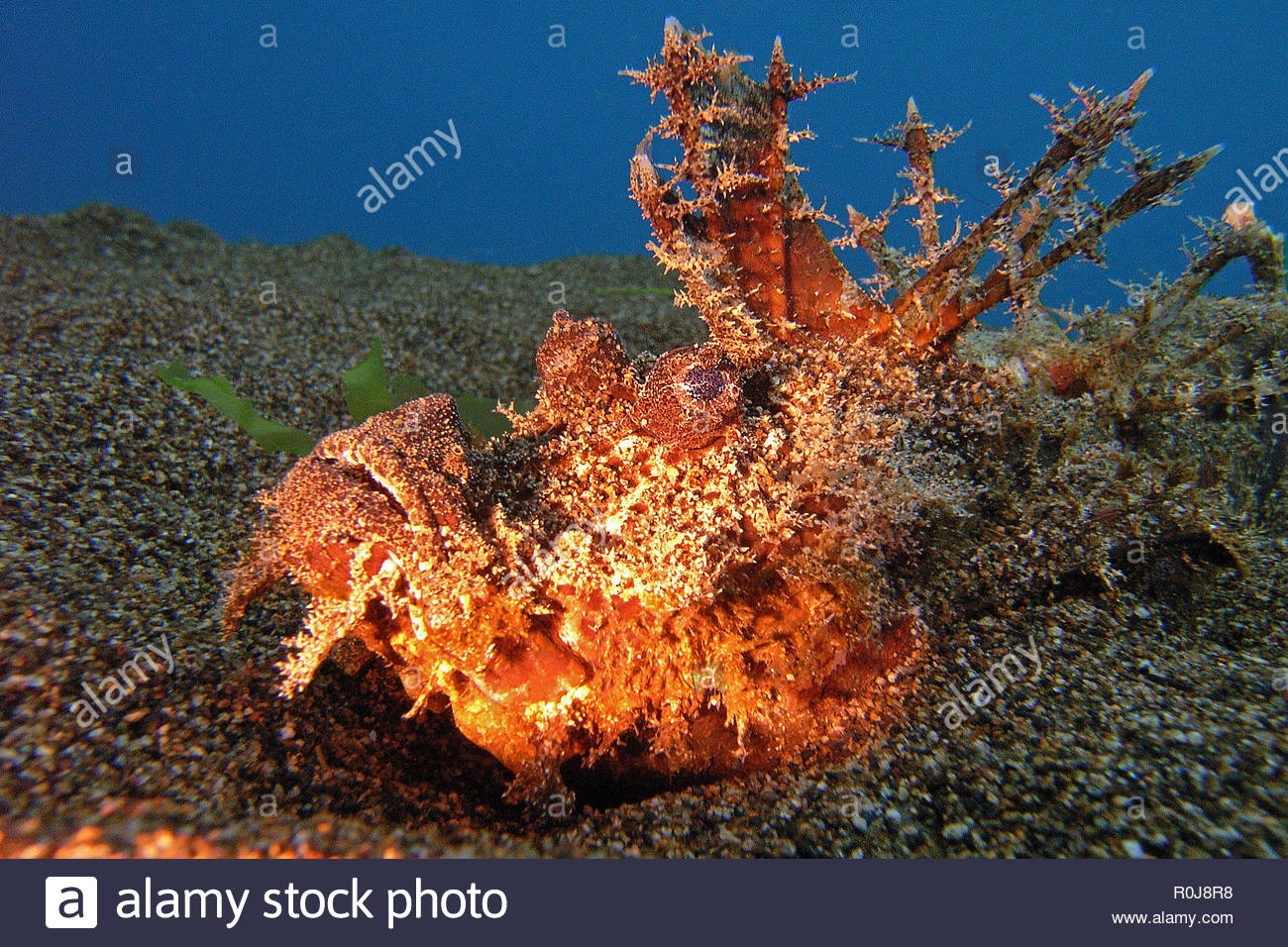 Bearded Devil Stock Photos & Bearded Devil Stock Images - Alamy