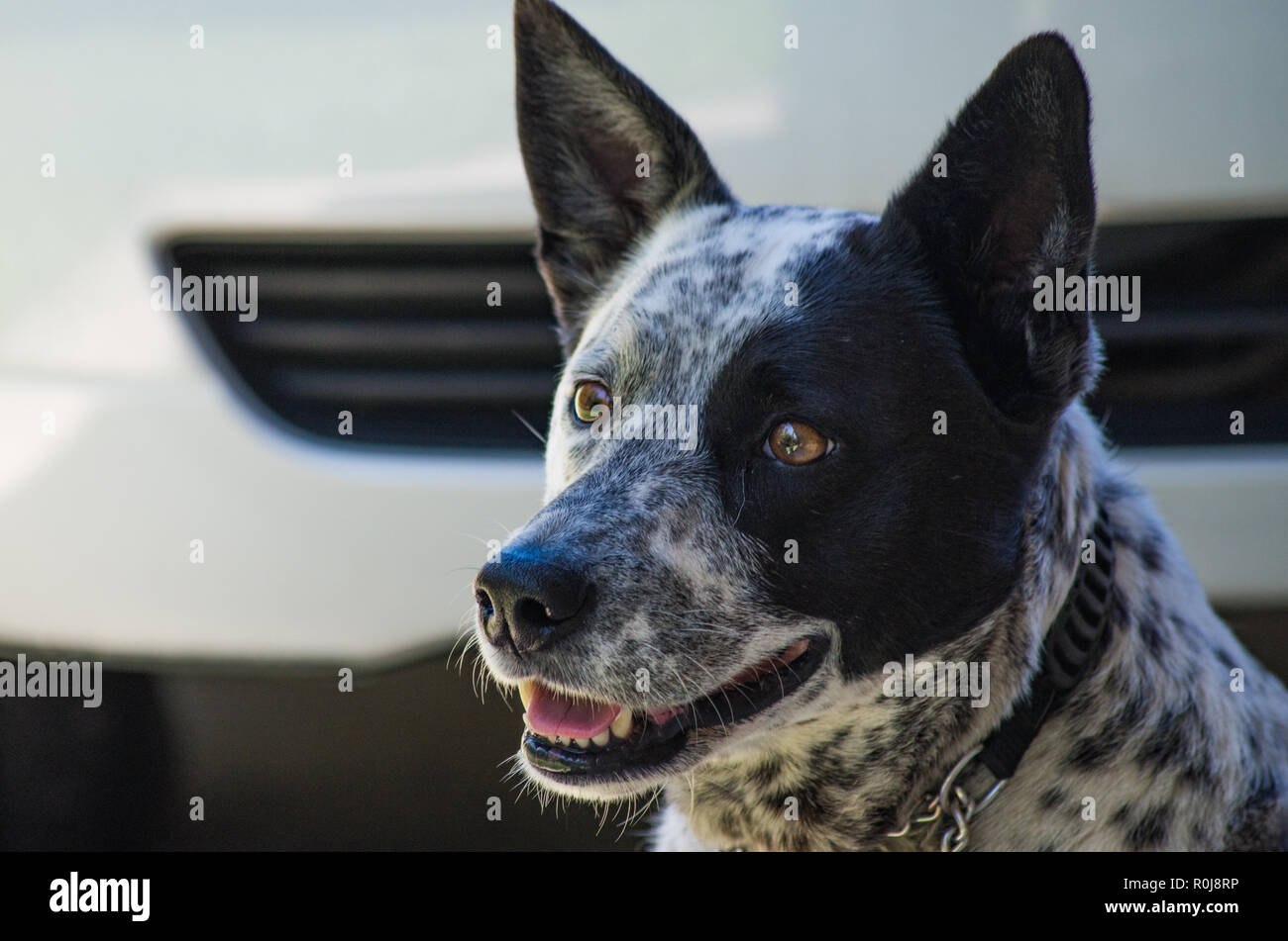 Close up of Australian Cattle Dog Cross looking slightly away from the ...