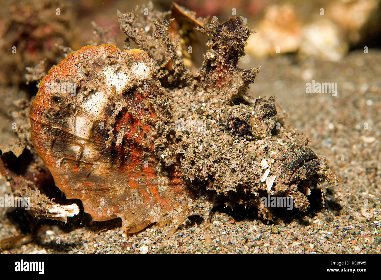Ghoul fish hi-res stock photography and images - Alamy