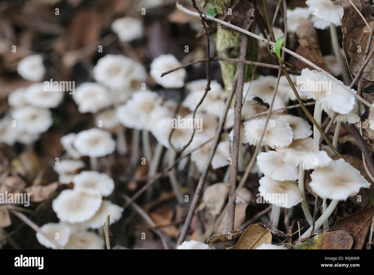 Termitomyces mushroom termite mushroom delicious food vegetable nature ...