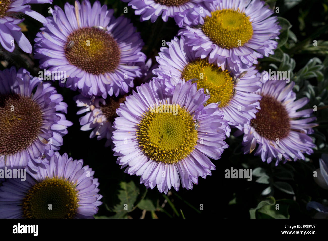 Seaside daisy hi-res stock photography and images - Alamy
