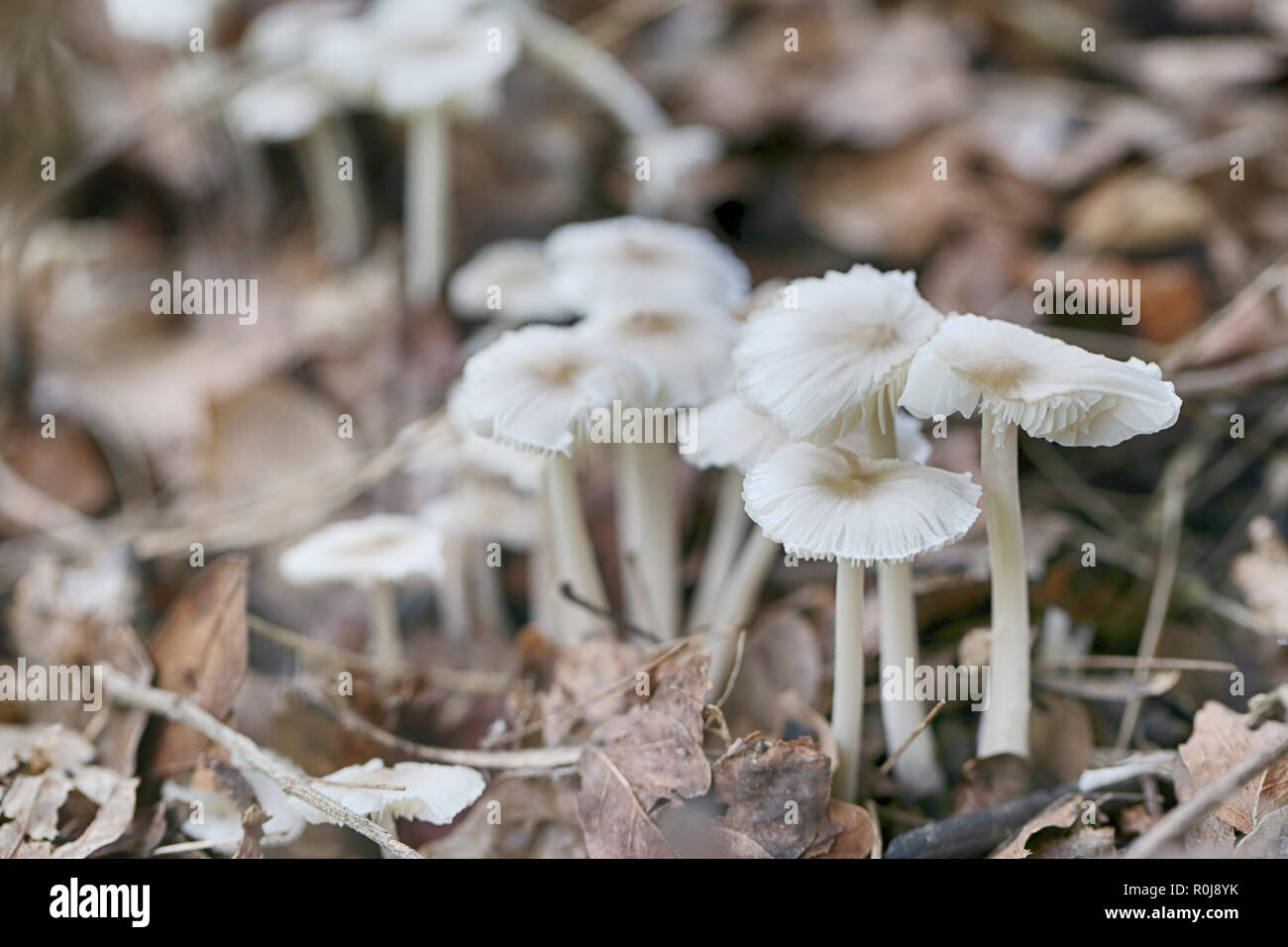 Termitomyces mushroom termite mushroom delicious food vegetable nature ...