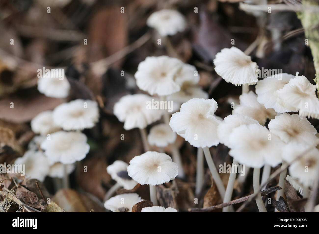 Termitomyces mushroom termite mushroom delicious food vegetable nature ...