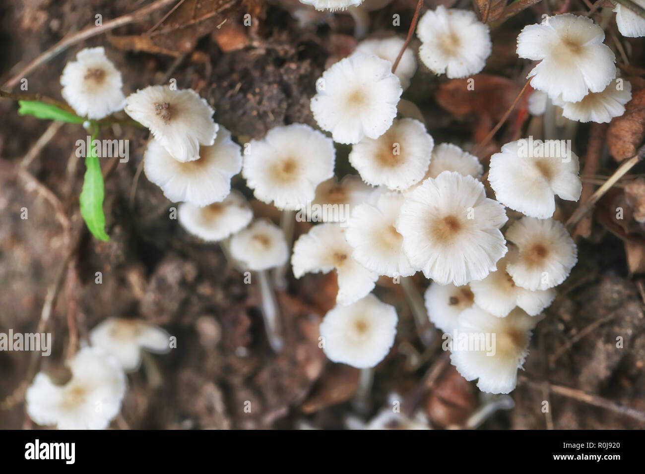 Termitomyces hi-res stock photography and images - Alamy