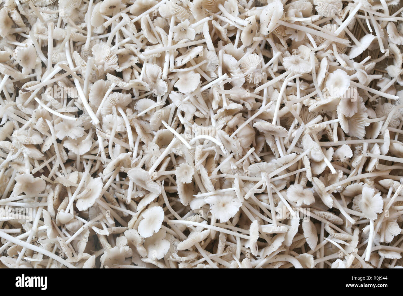 Termitomyces mushroom termite mushroom delicious food vegetable nature ...