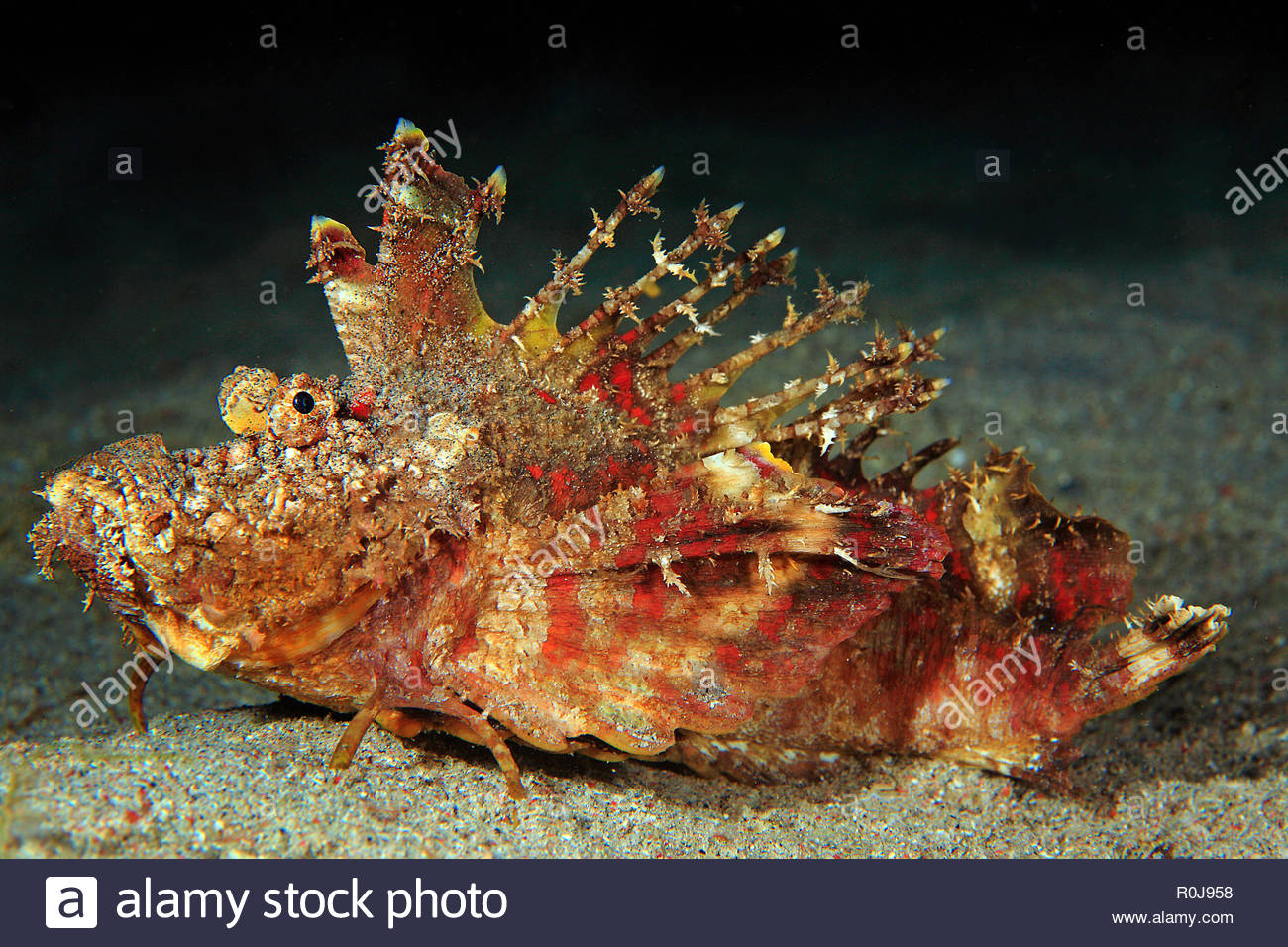 Devilfish Stock Photos & Devilfish Stock Images - Alamy