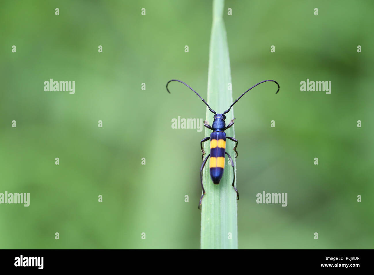 Small beetle insect in black or yellow alternate on green Leaves of ...