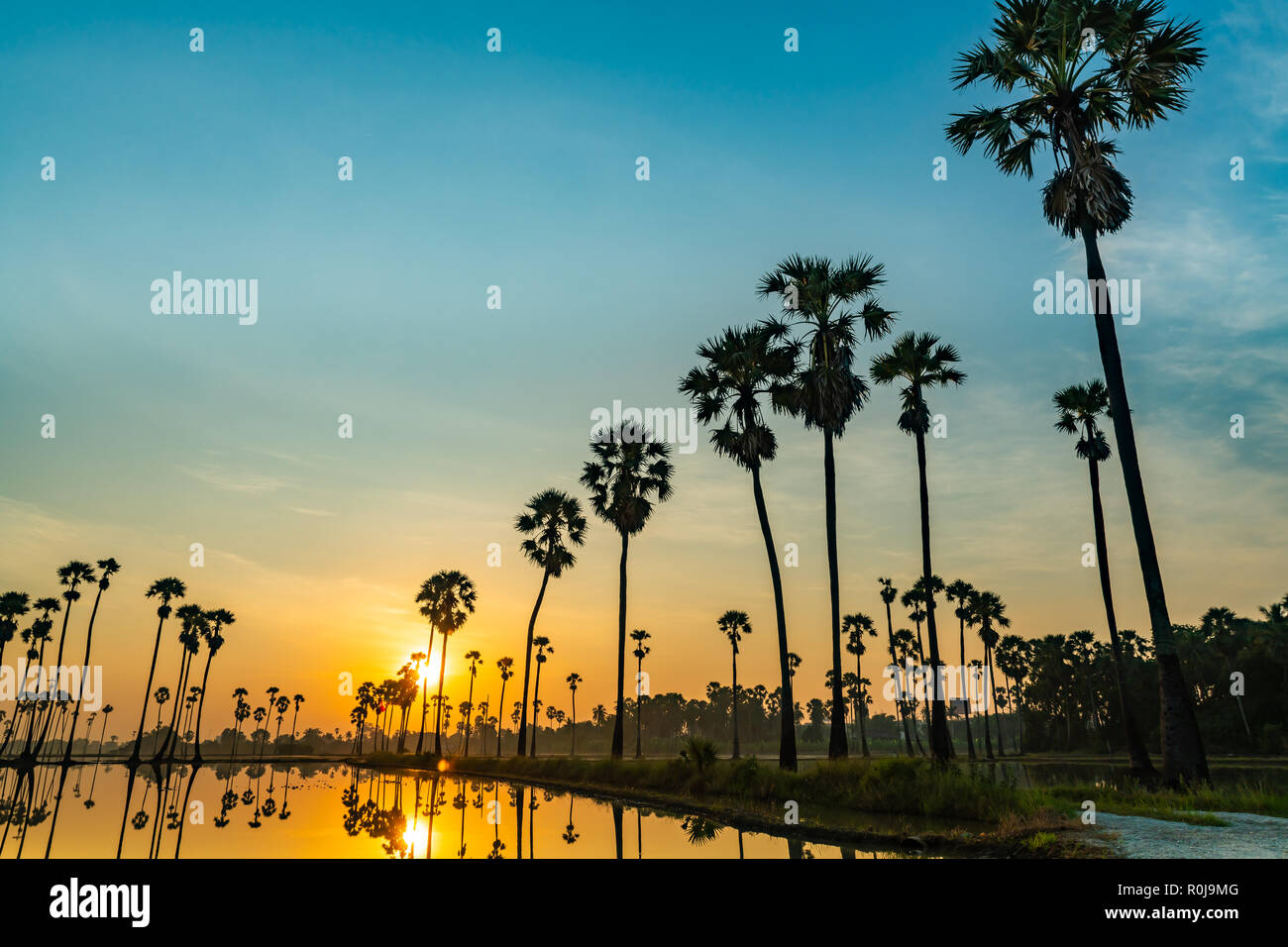 Toddy palm trees hi-res stock photography and images - Alamy