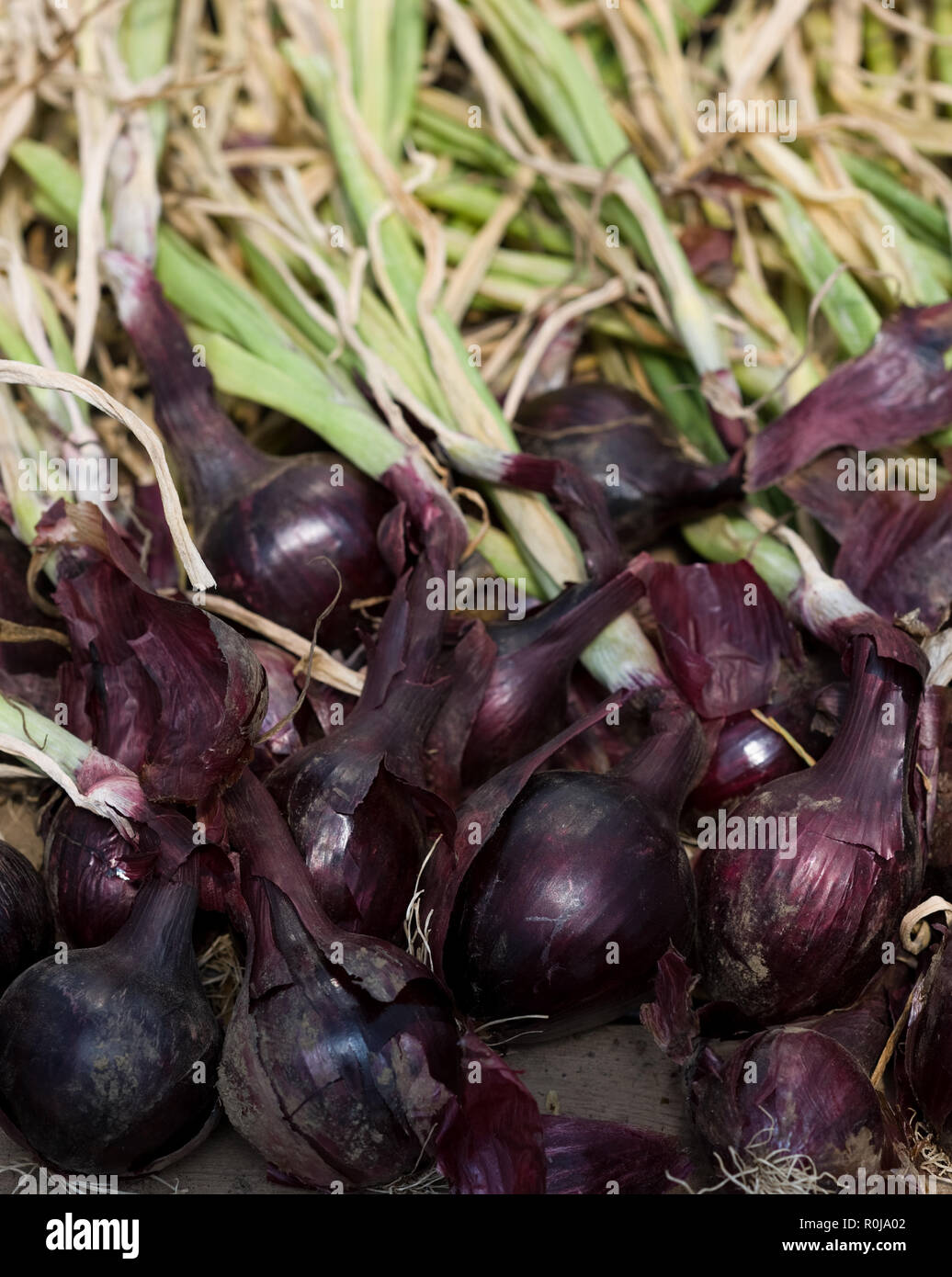 Farmers market onions hi-res stock photography and images - Alamy