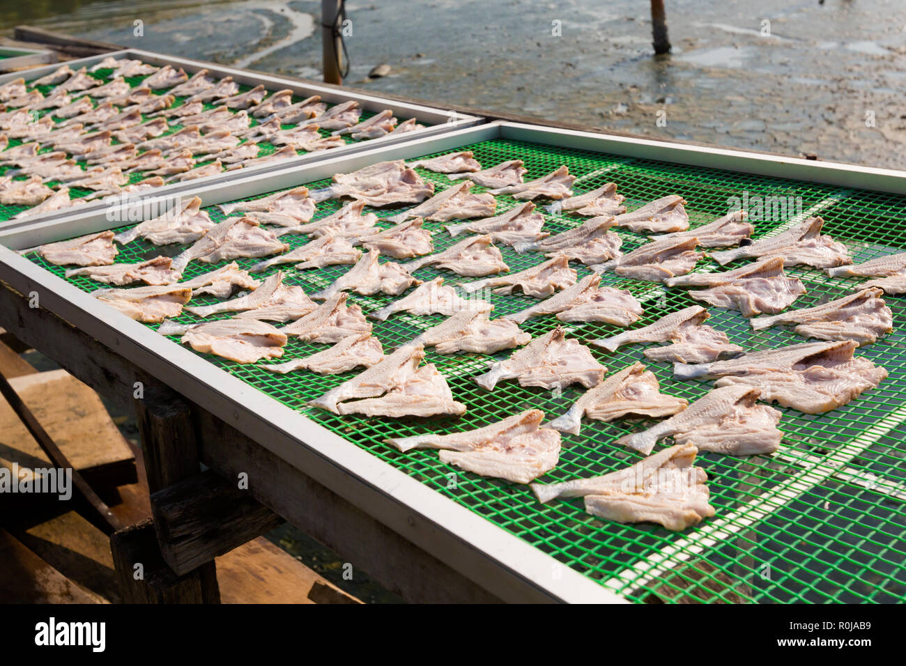 Fishes drying on sun on dove jetty on Penang island in Malaysia ...