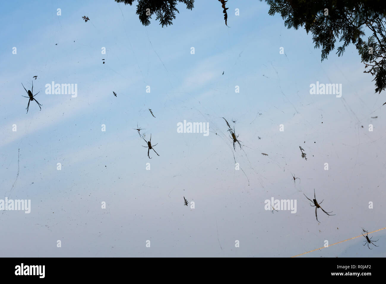 Spiders on web on Penang island in Malaysia. Beautiful fauna of south ...