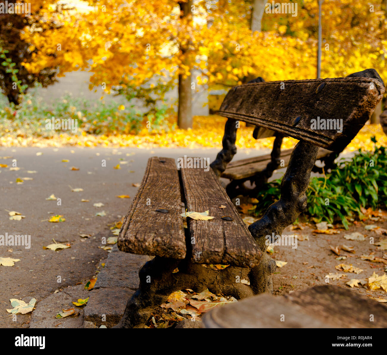 yellow leaves autumn Ukraine Uman Sophia Park Stock Photo - Alamy