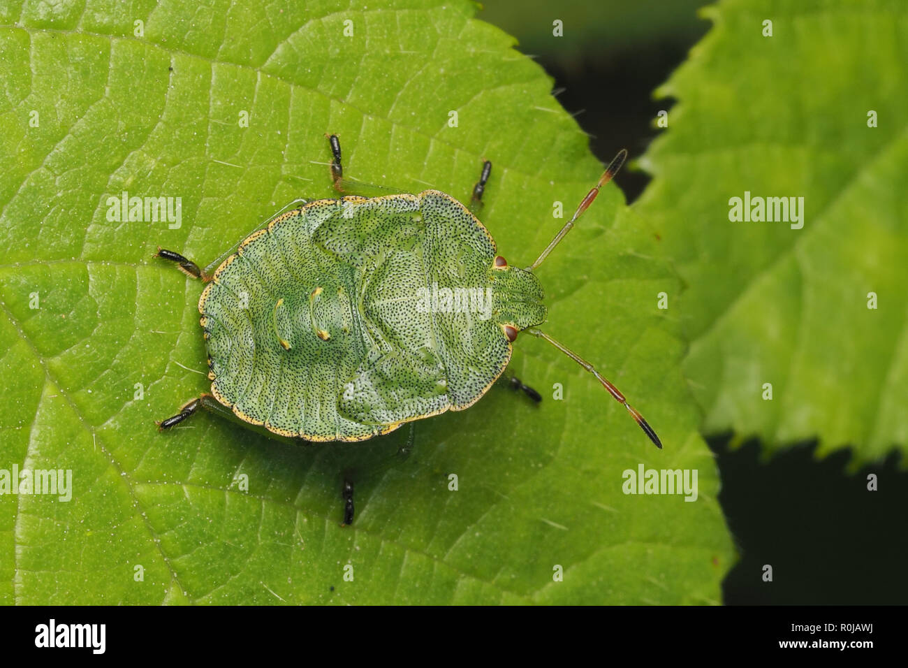 Common Green Shieldbug nymph resting on bramble leaf. Tipperary ...