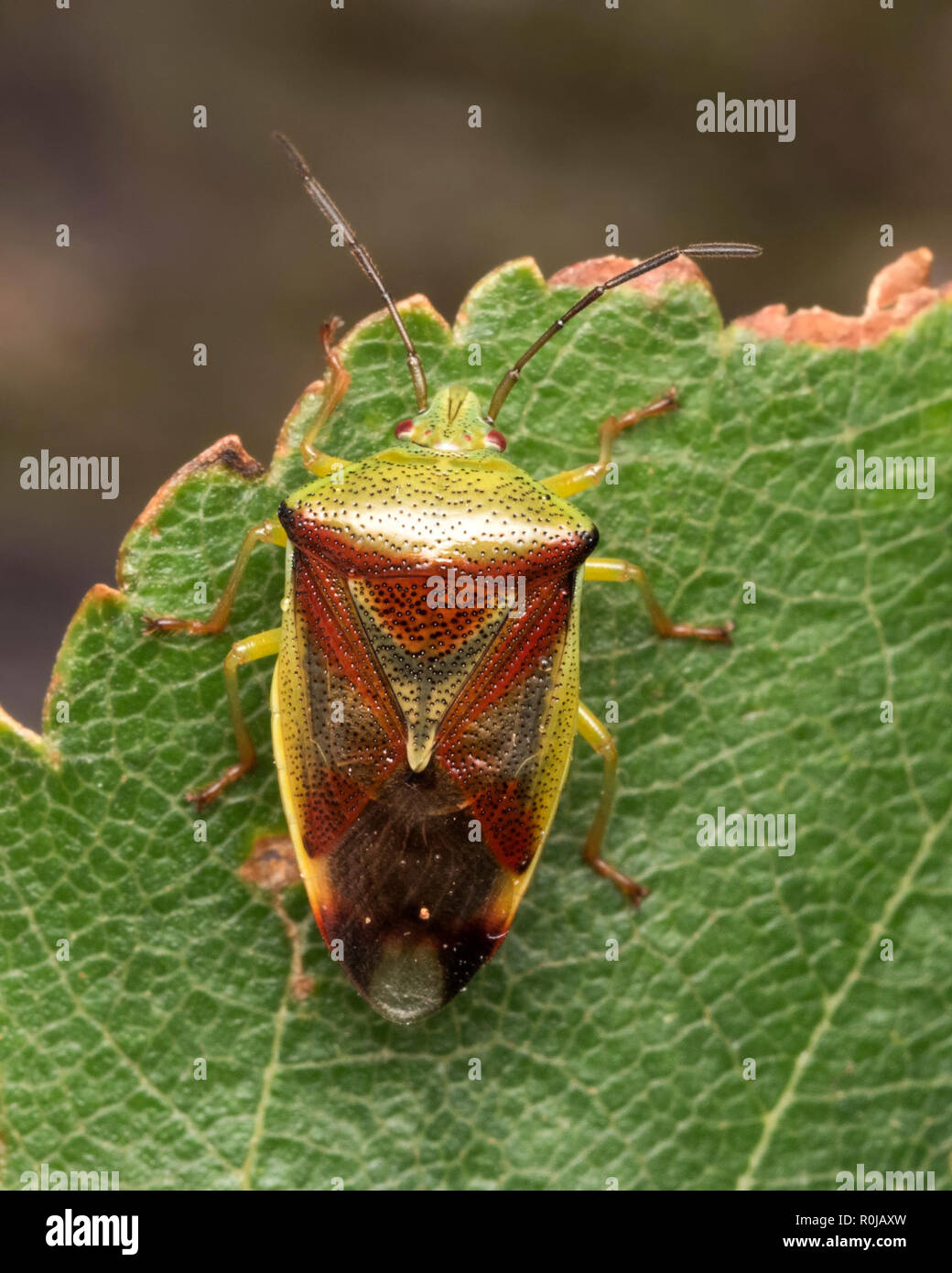 Dorsal view of Birch Shieldbug (Elasmostethus interstinctus) on birch ...