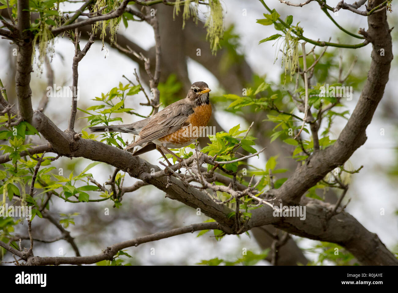 Male robin hi-res stock photography and images - Alamy