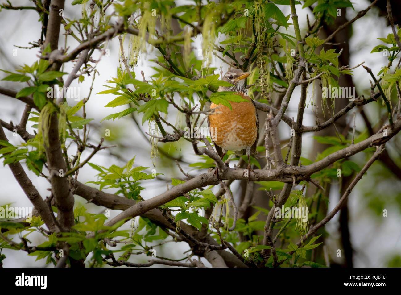 Male robin hi-res stock photography and images - Alamy
