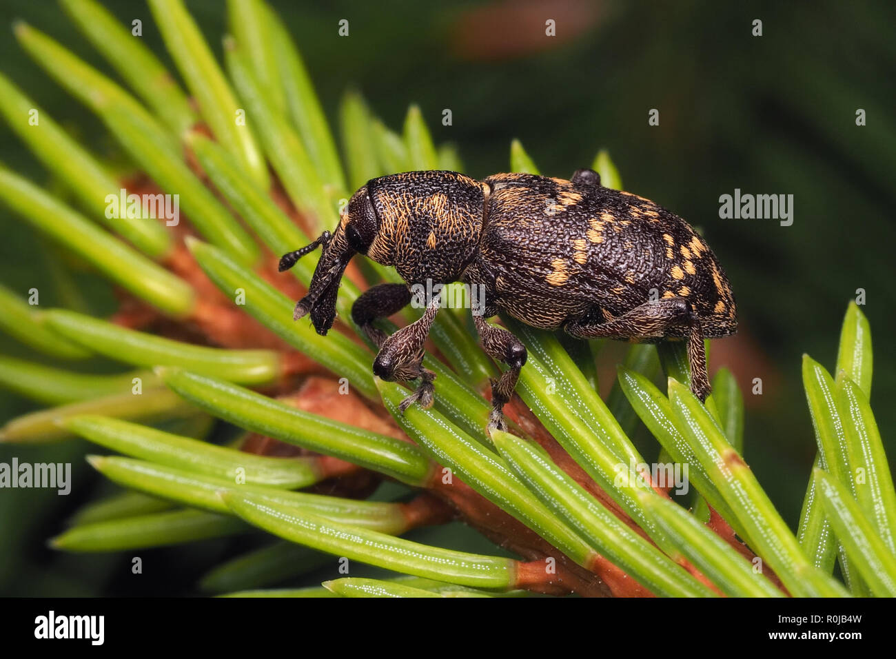 Large Pine Weevil (Hylobius abietis) perched on pine tree branch ...