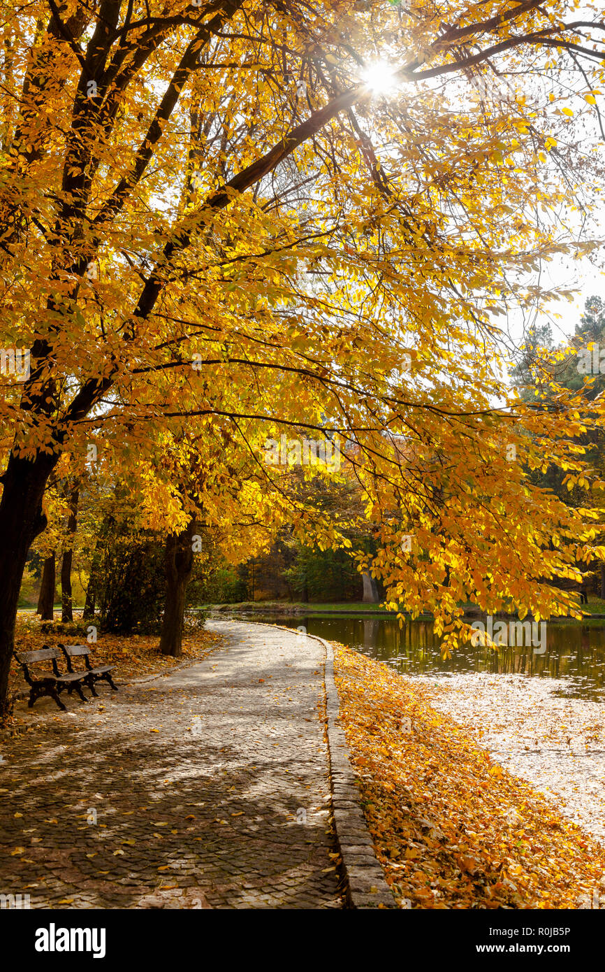 yellow leaves autumn Ukraine Uman Sophia Park Stock Photo - Alamy