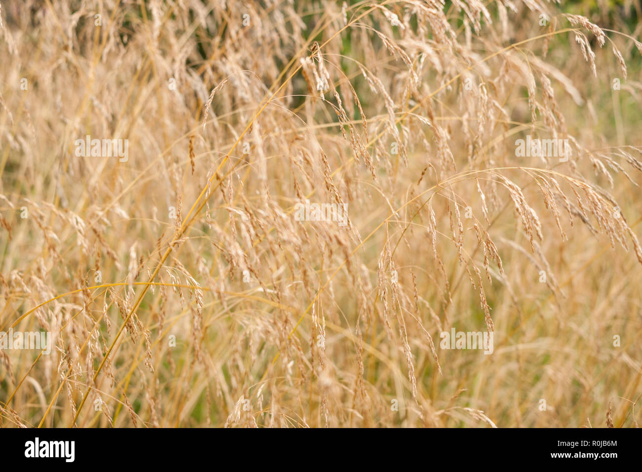 Natural background of dry long yellow field grass Stock Photo - Alamy