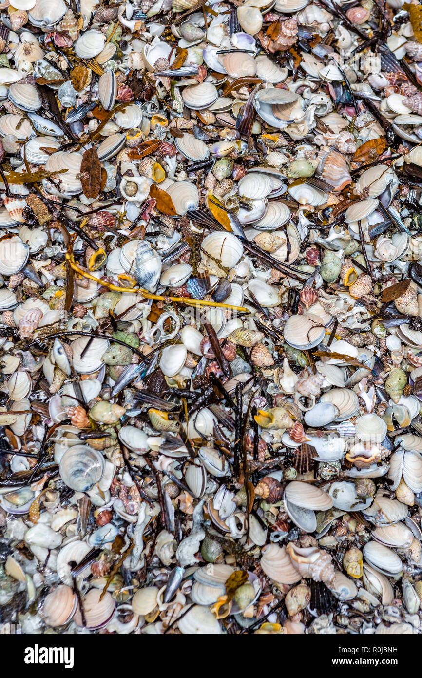 New zealand seashell hi-res stock photography and images - Alamy