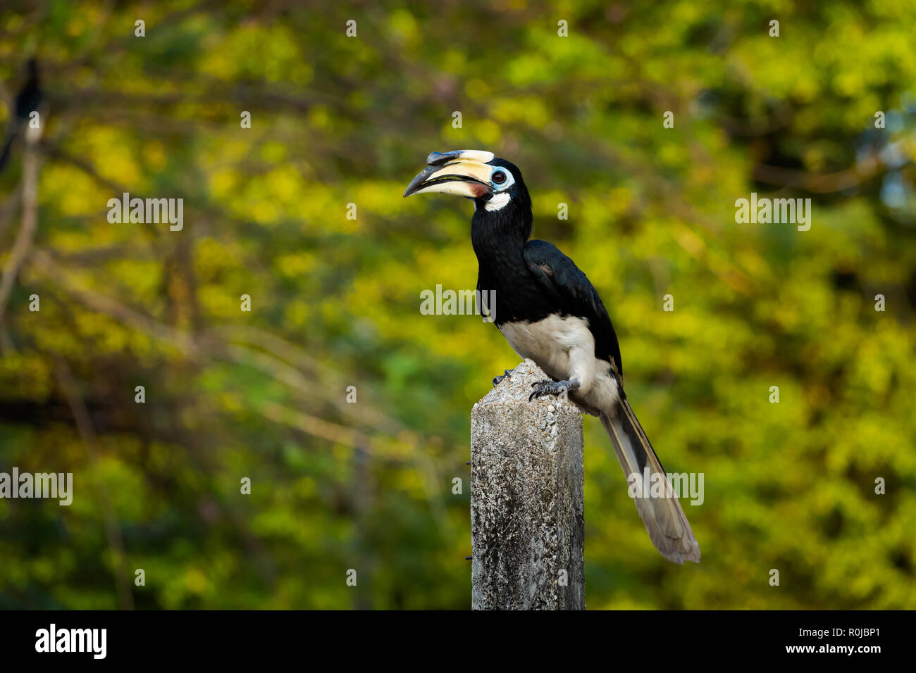 Beautiful parrot hornbill feeding on Pangkor island in Malaysia ...