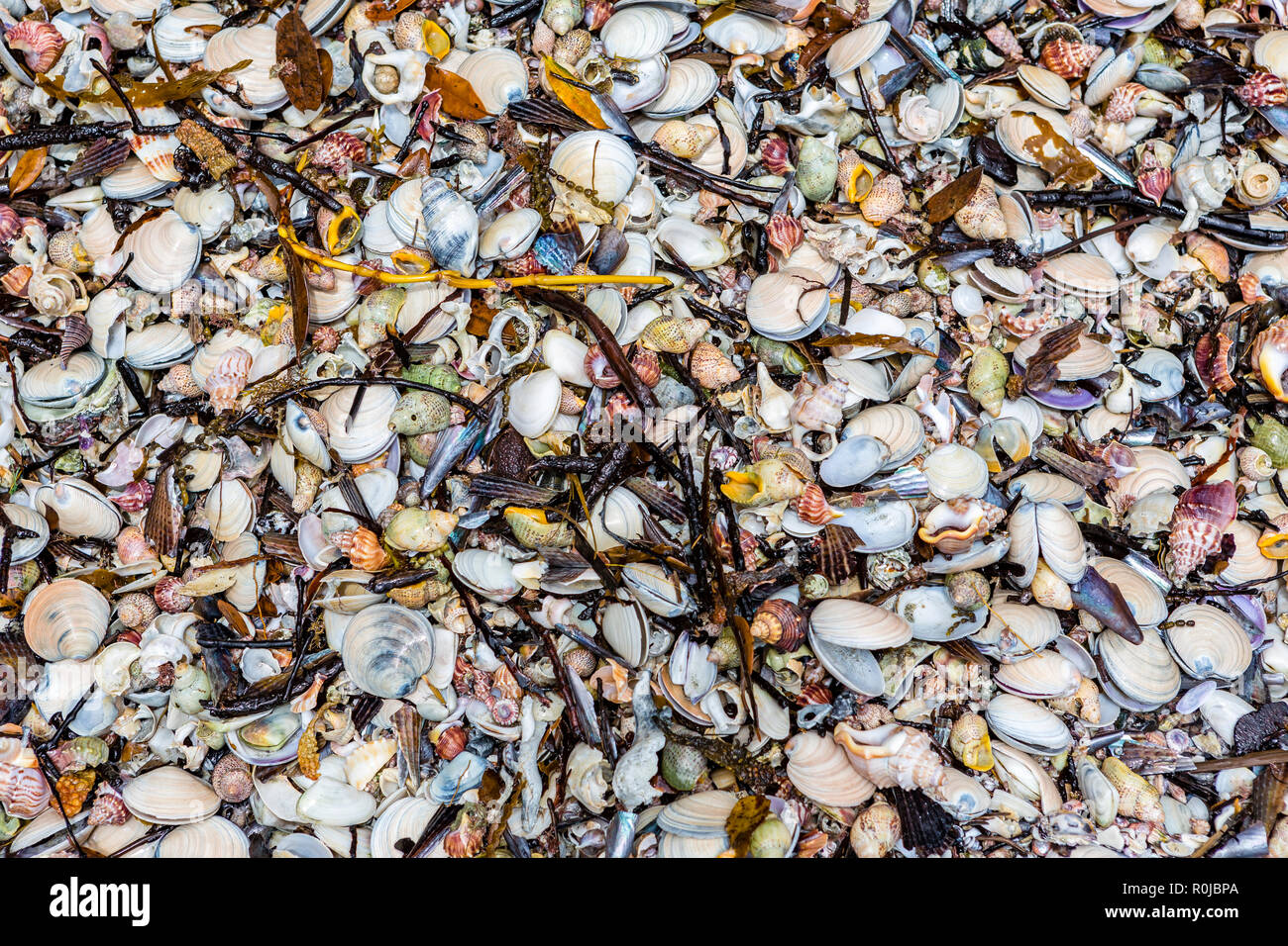 New zealand seashell hi-res stock photography and images - Alamy