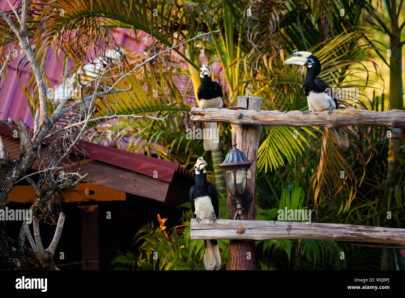 Beautiful parrot hornbill feeding on Pangkor island in Malaysia ...