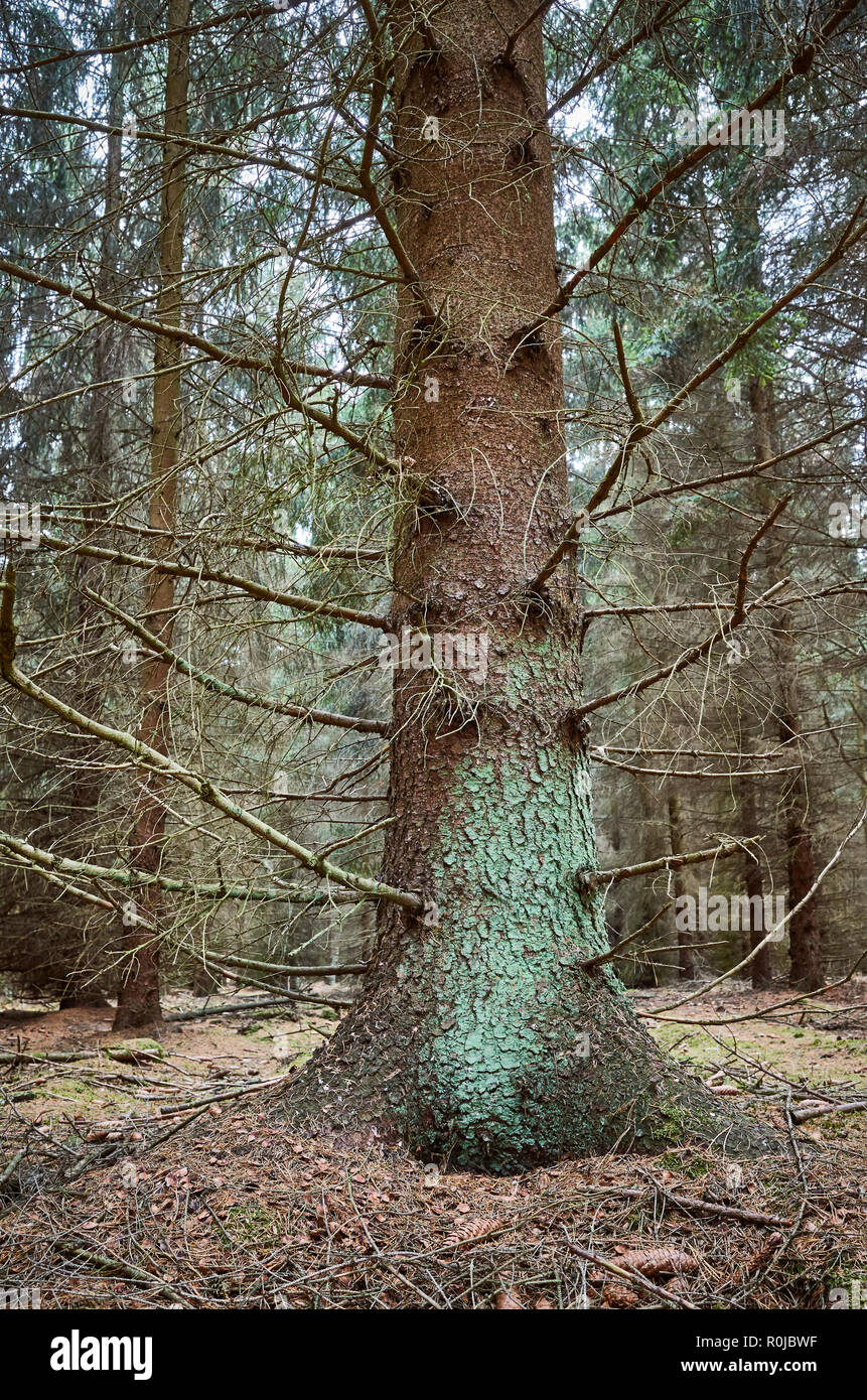 Dark bark tree hi-res stock photography and images - Alamy