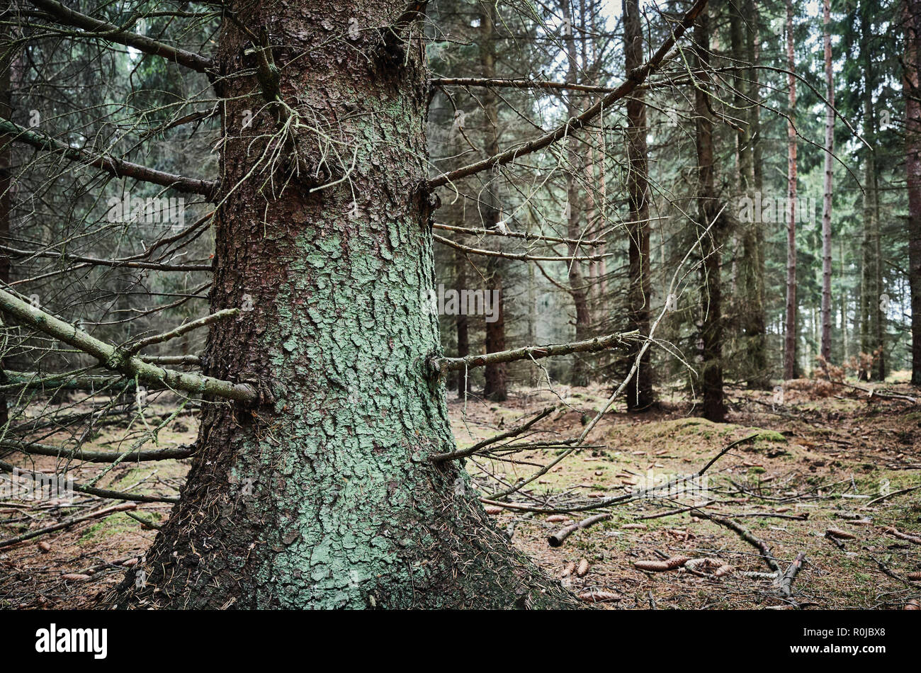 Dark scenery hi-res stock photography and images - Alamy