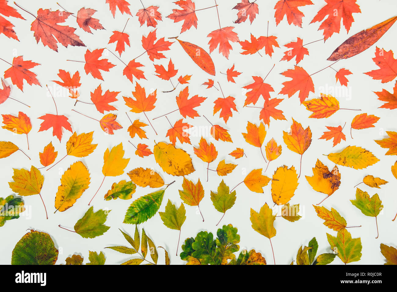 Autumn leaves gradient colorful rainbow leaf pattern fall colors flat ...