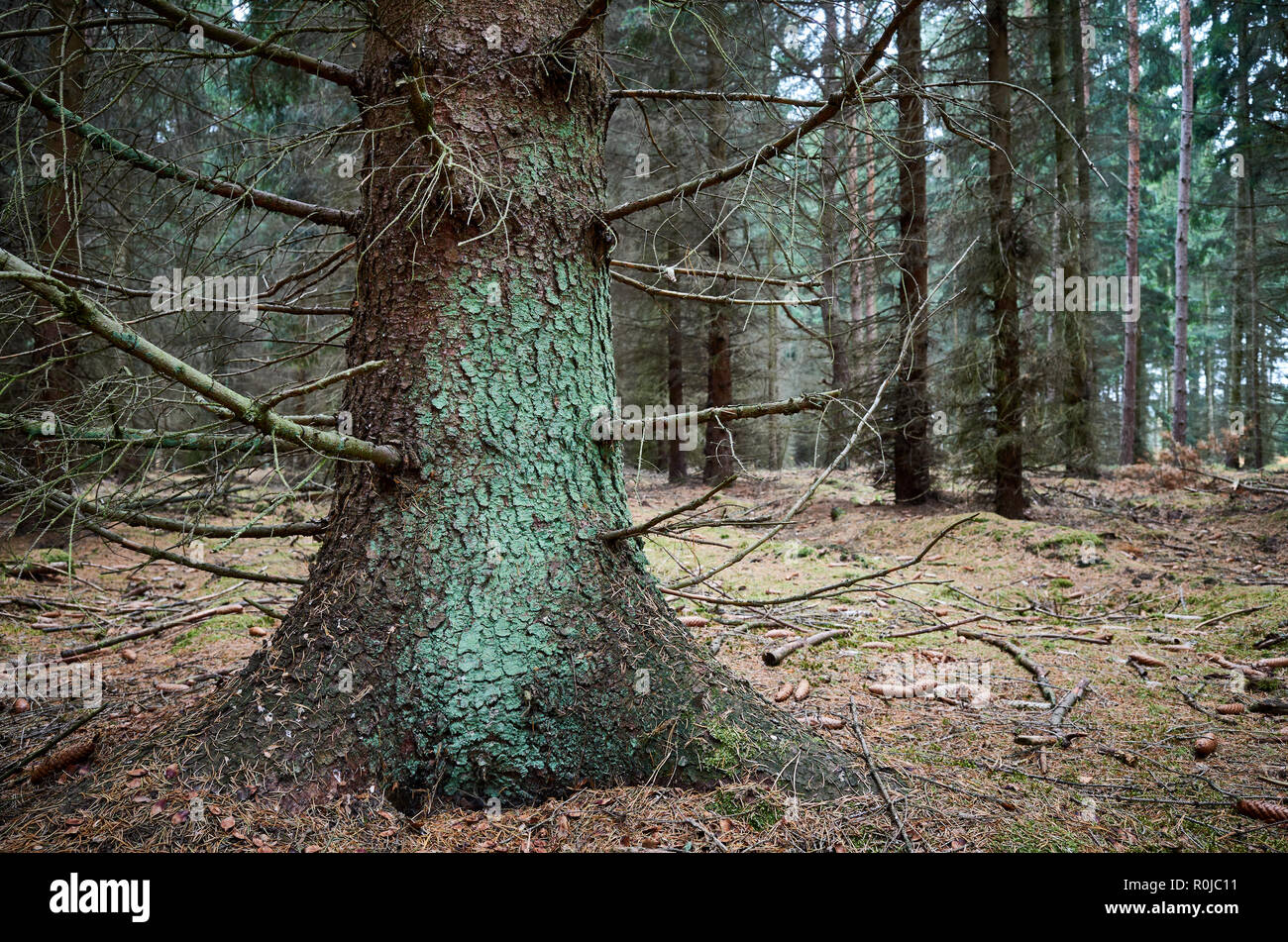 Dark tree scene hi-res stock photography and images - Alamy