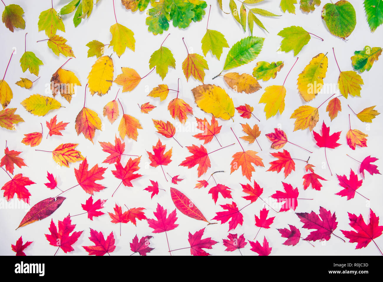 Autumn leaves gradient colorful rainbow leaf pattern fall colors flat ...