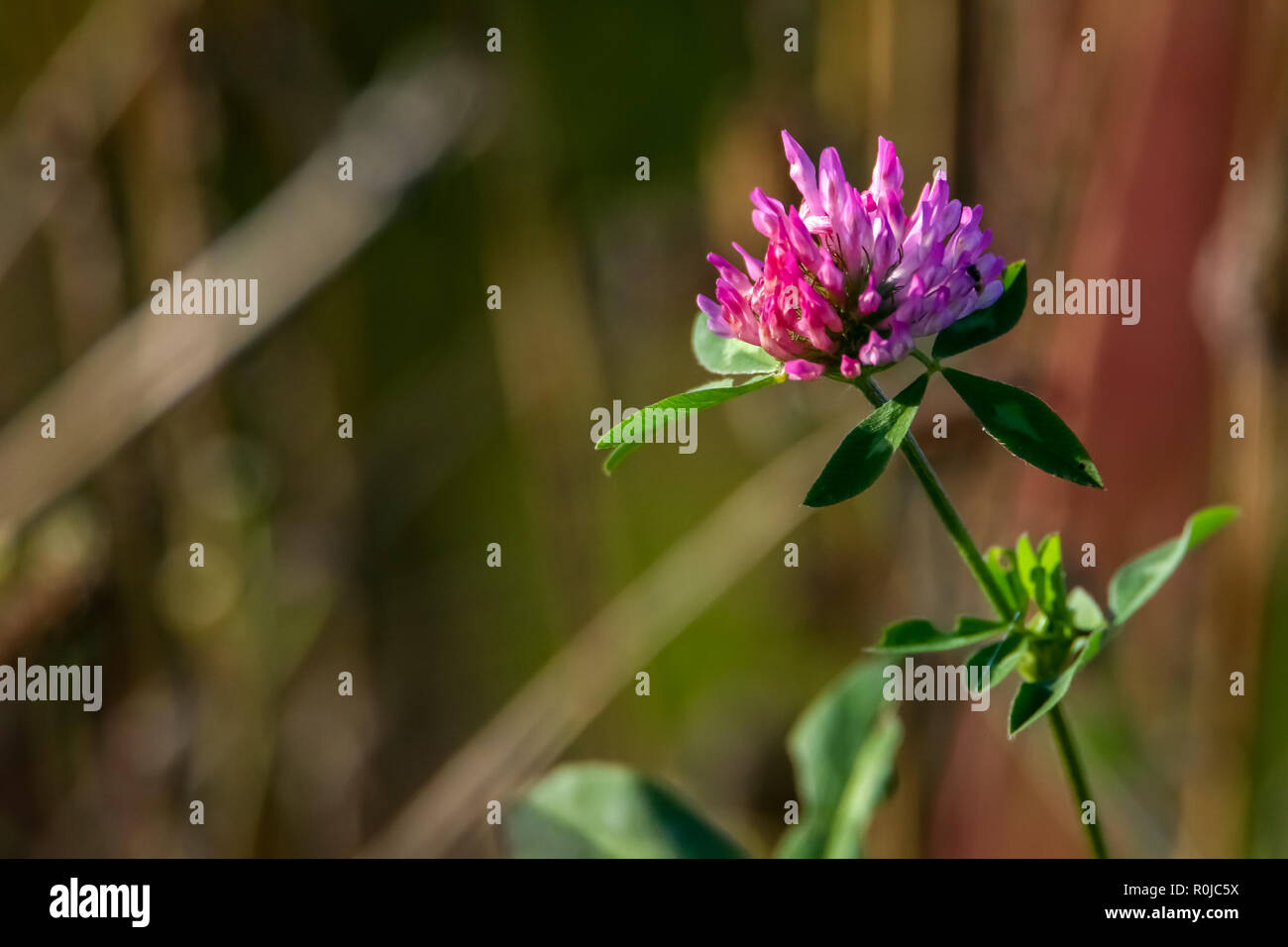 Grass Clove High Resolution Stock Photography and Images - Alamy