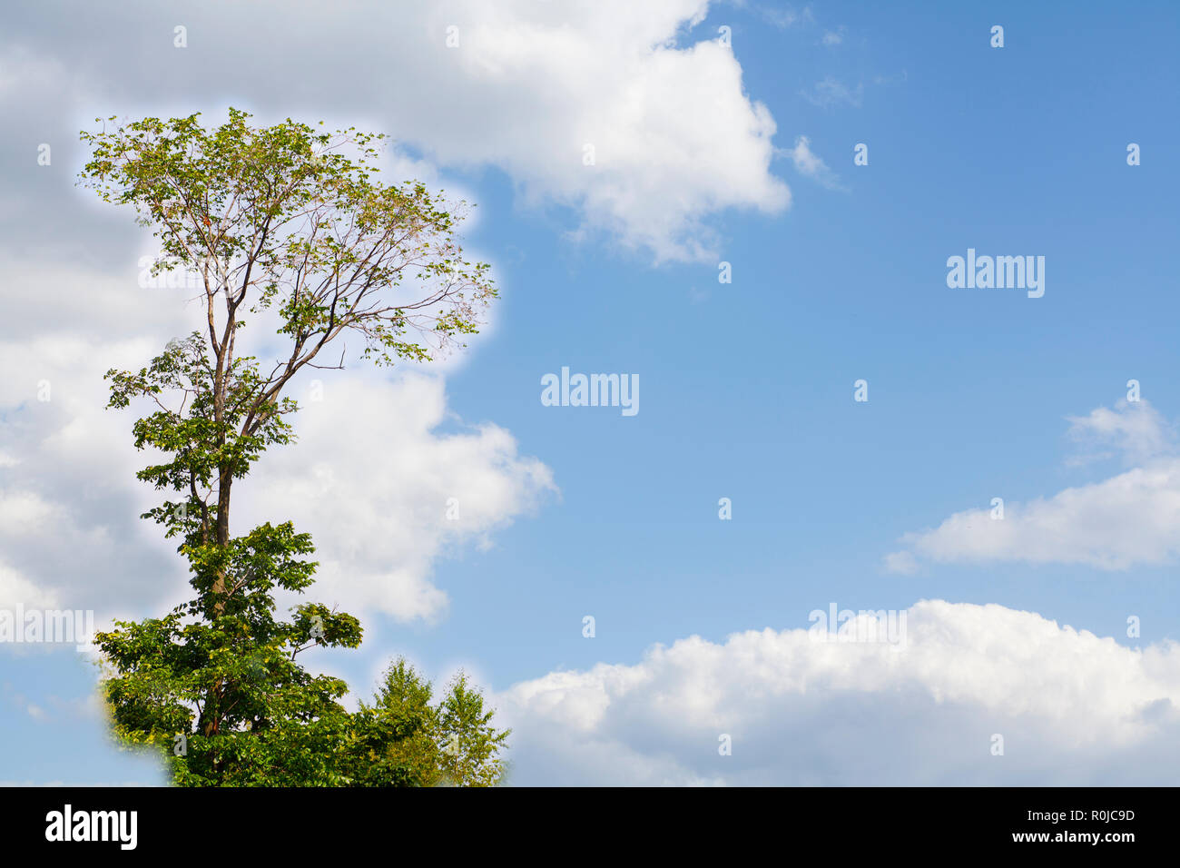 Beautiful trees on blue sky and clouds background Stock Photo - Alamy