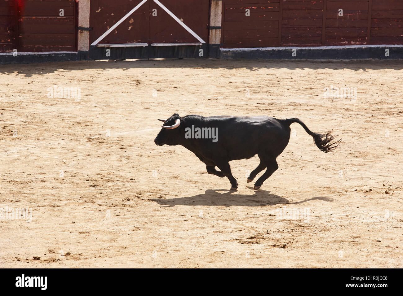 Fighting bull in the arena. Bullring. Toro bravo. Spain. Horizontal ...
