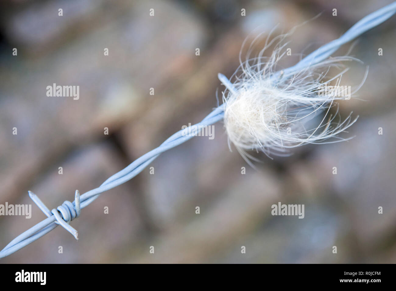 A tuft of sheep wool caught on a piece of barbed wire Stock Photo - Alamy