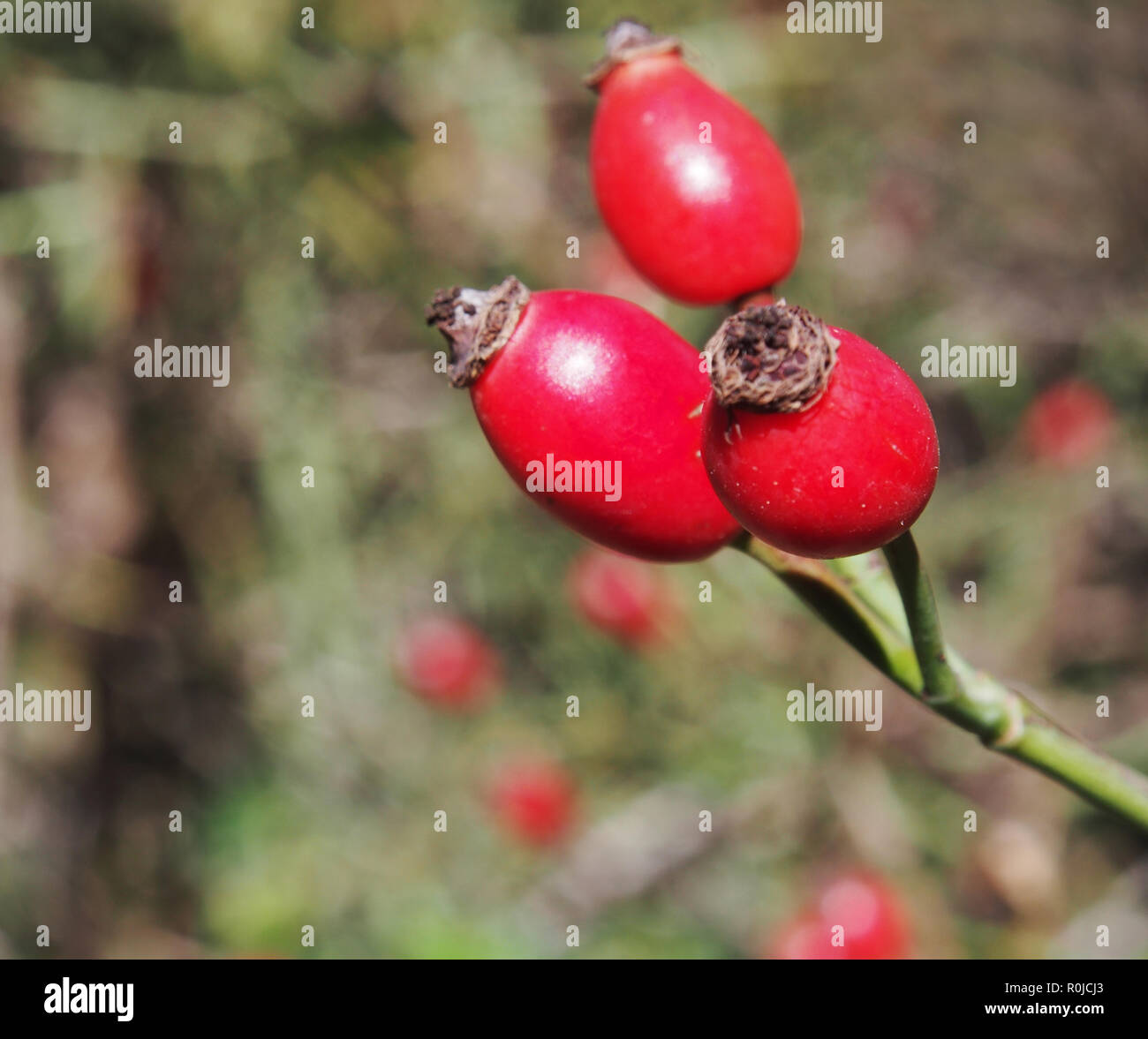 Rosehips; dog rose, rosa canina, fruit Stock Photo - Alamy