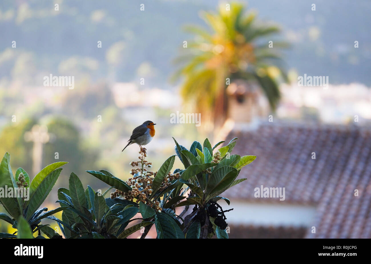 Closeup shot zebra finch hi-res stock photography and images - Alamy