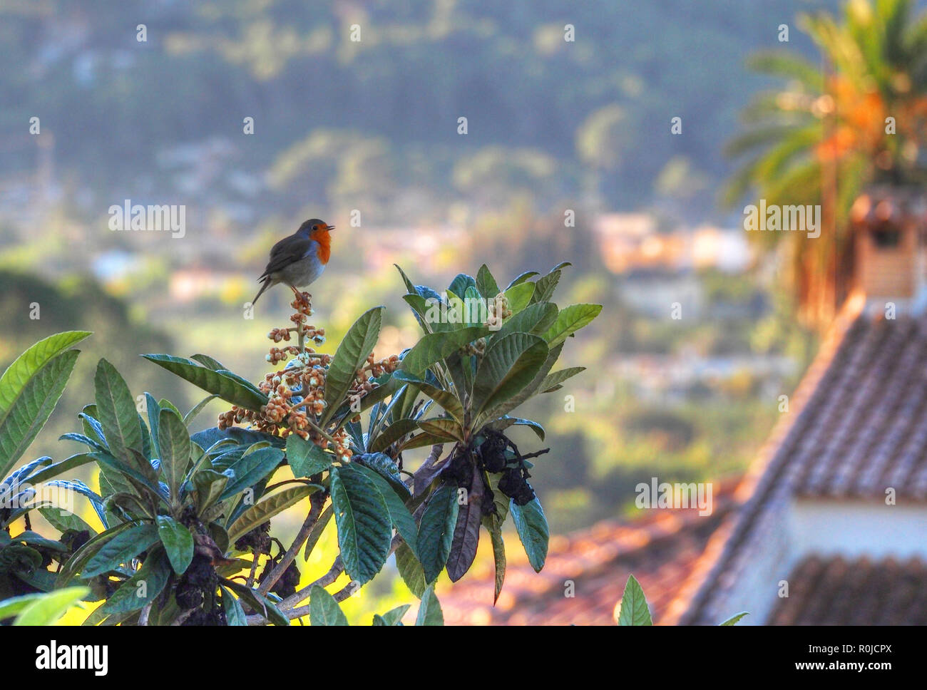 Closeup shot zebra finch hi-res stock photography and images - Alamy