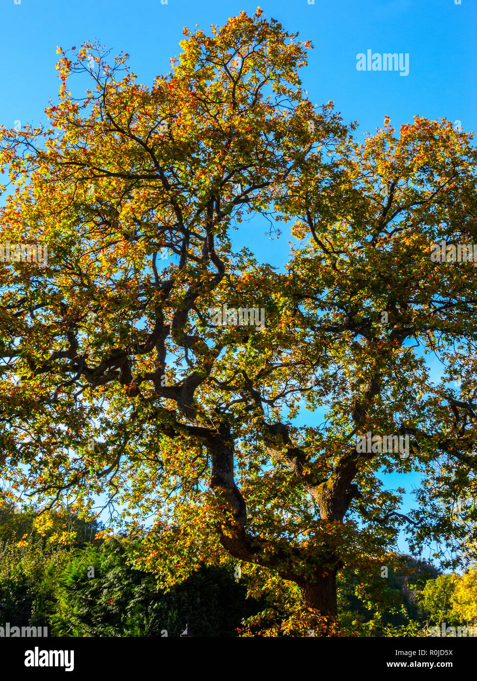 Oak Tree in Autumn Foliage Stock Photo - Alamy
