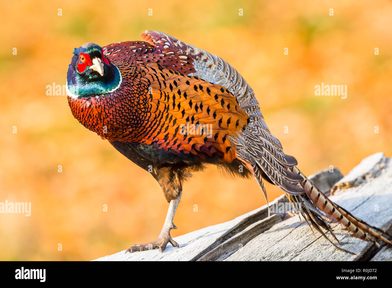 Golden pheasant plumage hi-res stock photography and images - Alamy