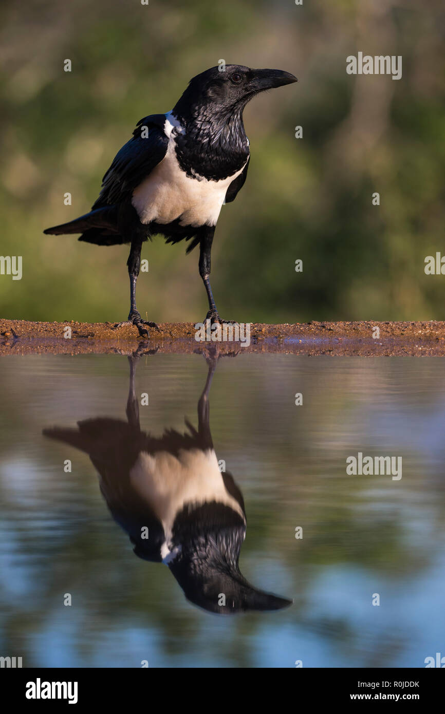 Pied crow (Corvus albus), Zimanga private game reserve, KwaZulu-Natal ...