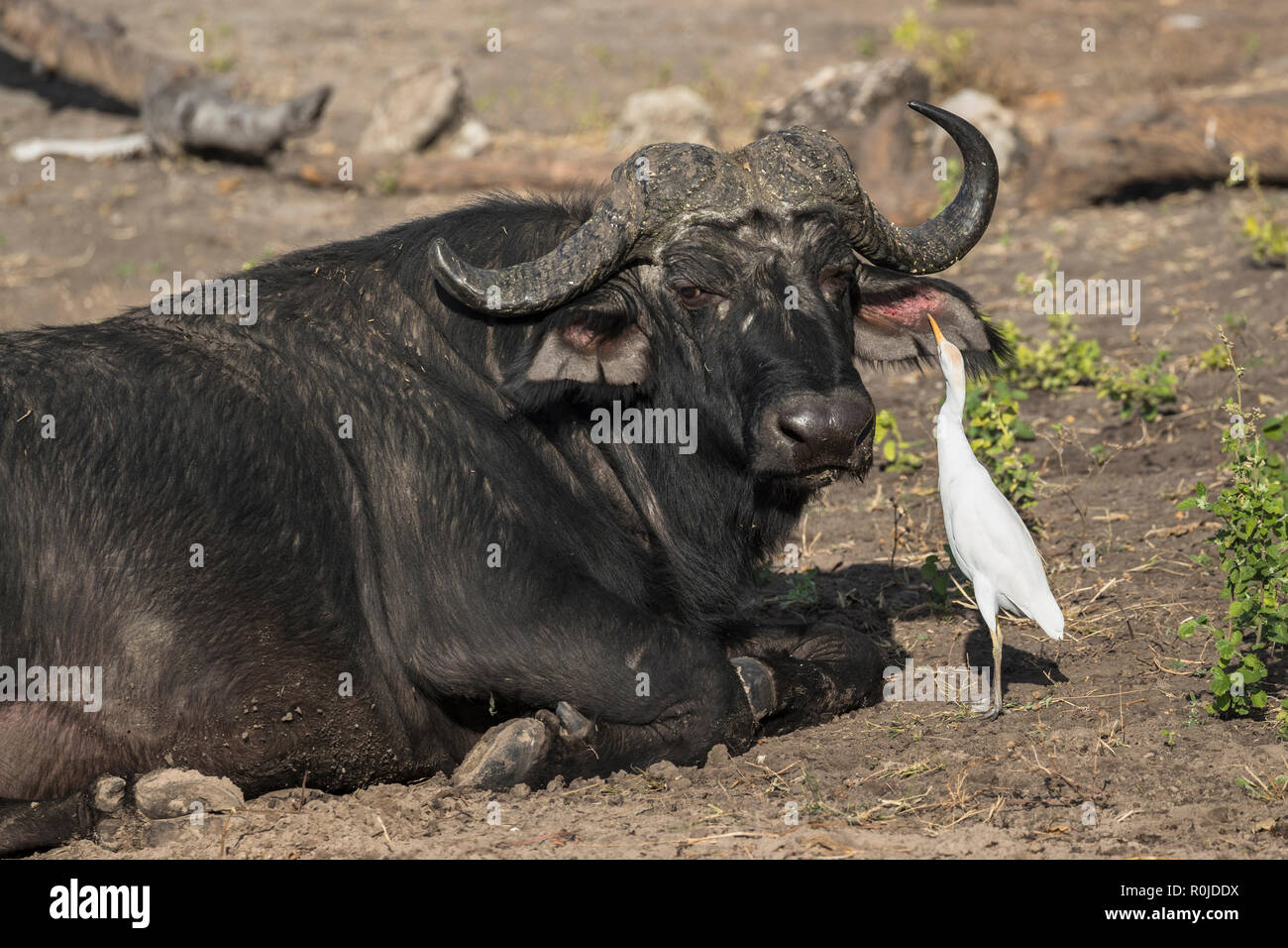 Western cattle egret (Bubulcus ibis) taking ticks from Cape buffalo ...